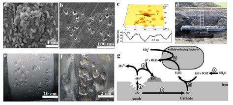Biofilm Formation And Pitting Corrosion On The Surface Of Carbon Steel