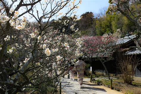 春いっぱいの北鎌倉 東慶寺 ｜楽しい鎌倉