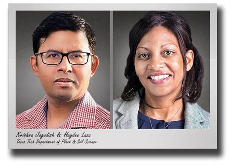 pss s krishna jagadish takes lead in 1 6m uscp sorghum project october 2022 davis college