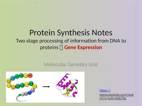 Pptx Protein Synthesis Notes Two Stage Processing Of Information From