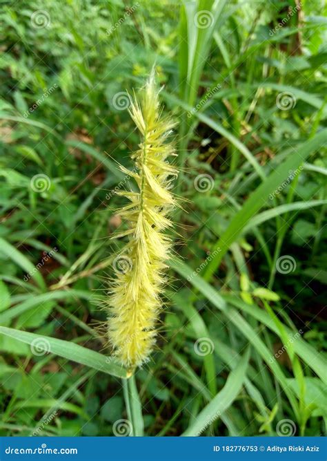 Close Up Pennisetum Purpureum Cenchrus Purpureus Schumach Napier Grass