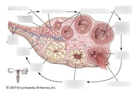 Reproductive Anatomy Diagram Quizlet