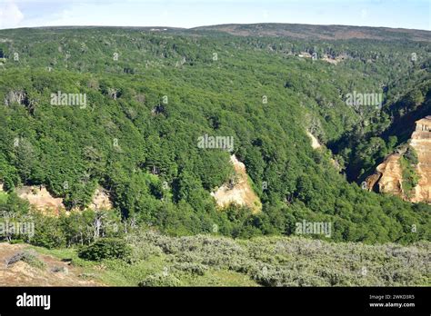 Lenga Haya Austral Or Lenga Beech Nothofagus Pumilio Is A Deciduous