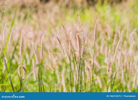 Pennisetum Pedicellatum Trin Naturally Beautiful Which As The