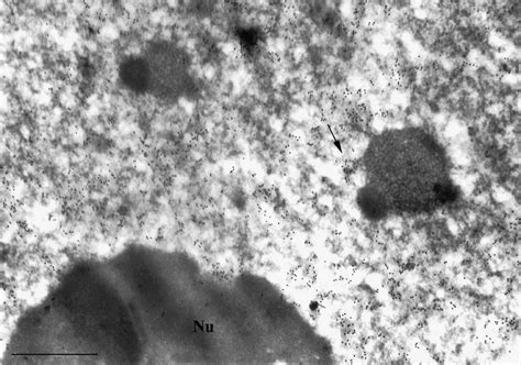 Dna Localization Using Tdt Enzyme The Central Area In Both Bizonal