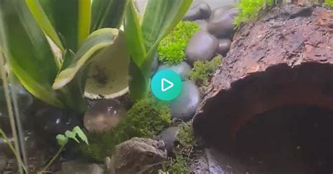 Fowlers Toad Album On Imgur