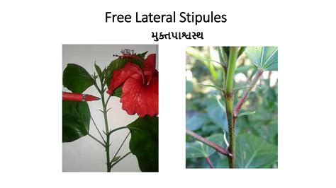 Leaf Types Study Material For Taxonomy Students Pptx