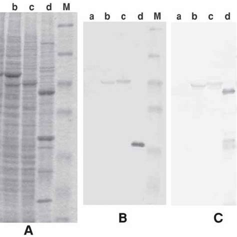 Diagrammatic Representation Of Main Features Of Donor Vector Pfastbac Download Scientific