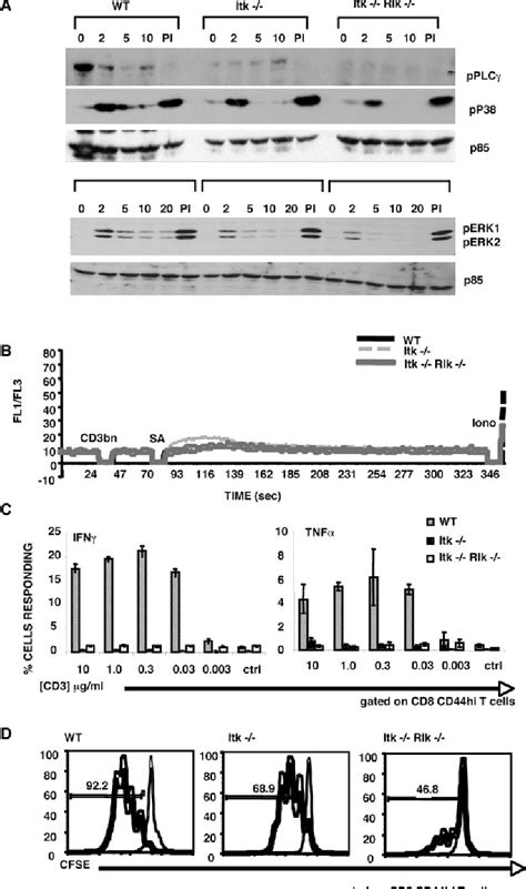 Figure 1 From Tec Kinases Itk And Rlk Are Required For Cd8 T Cell Responses To Virus Infection