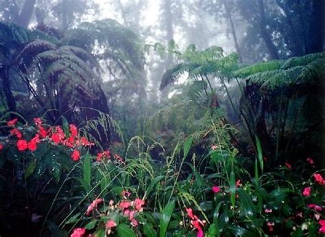 Eocenerainforest 500 — Cuaderno De Cultura Científica
