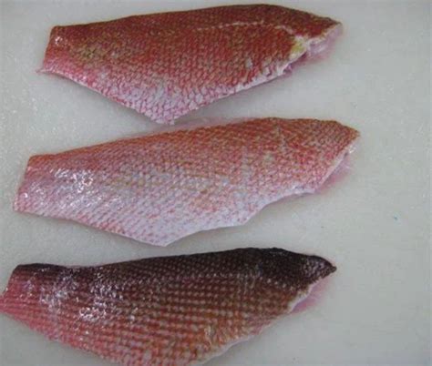 Red Snapper Seafood For Restaurant 10kg At ₹ 420 Kg In Bengaluru Id 2852612577412