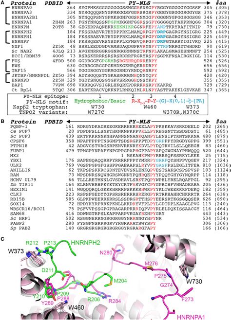 A New Karyopherin β2 Binding Py Nls Epitope Of Hnrnph2 Linked To