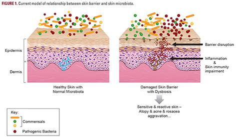 Microbiome The Future Of Skincare Pupe So Sweet