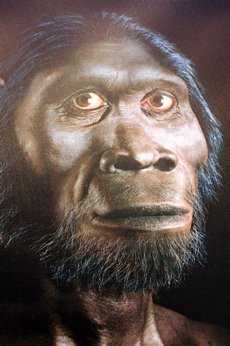 Top 10 Missing Links Live Science