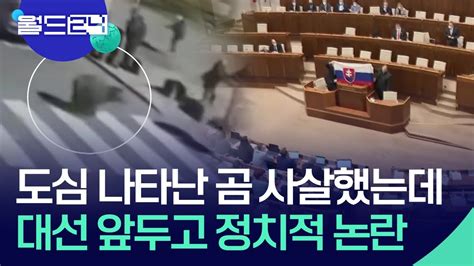 글로벌k 슬로바키아 도심에 나타난 곰정치적 논란으로 확산 맵 브리핑 Kbs 20240329 Youtube