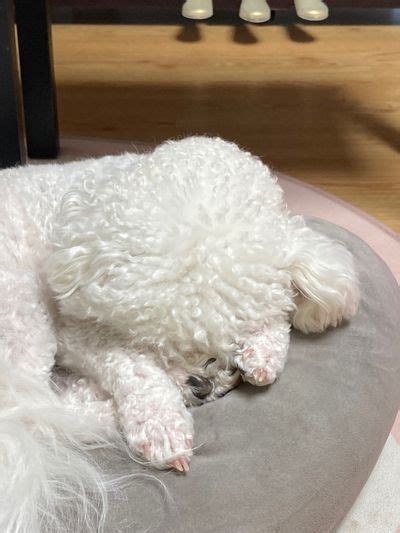 11살 천재 소녀의 서재