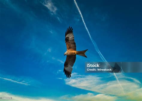 푸른 흐린 하늘을 배경으로 높이 날아 다니는 아름다운 빨간 연 구름에 대한 스톡 사진 및 기타 이미지 구름 깃털 날기 Istock