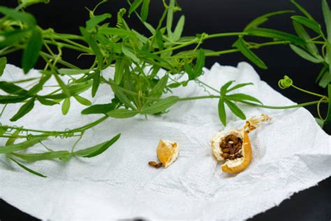 Bouture Passiflore Banque Dimages Et Photos Libres De Droit Istock