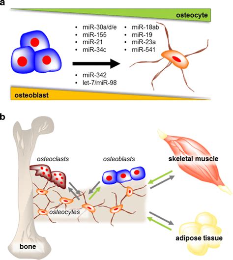 A Mir Expression Pattern During Osteocyte Differentiation Illustration