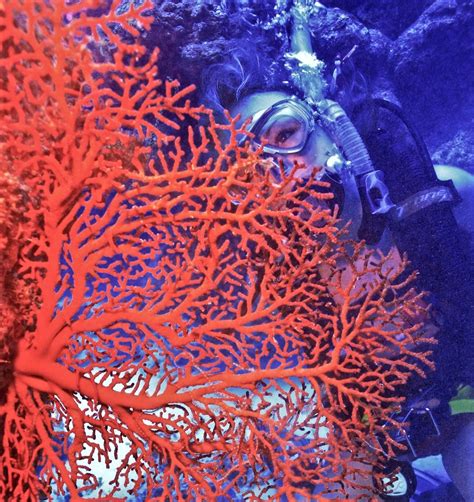 Great Barrier Reef Coral Great Barrier Reef Liveaboards