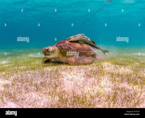 Green Sea Turtle Eats Grass With Remoras On Shell Akumal Mexico