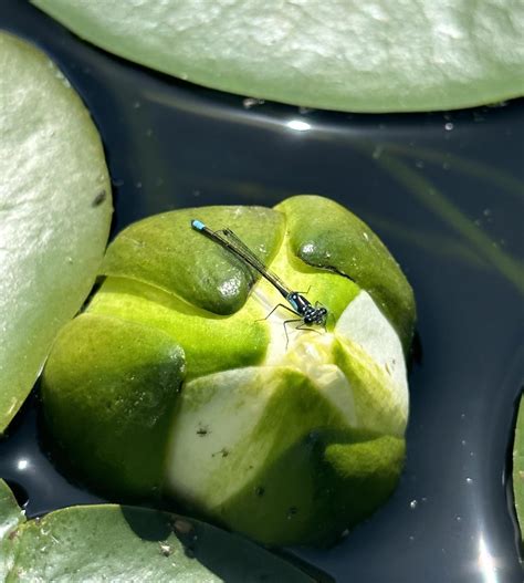 A Pacific Forktail Damsel Fly Rentomology