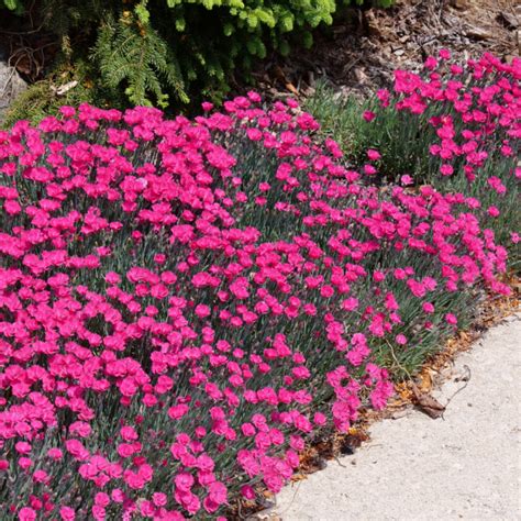 12 Flowering Ground Cover Plants For Sun Or Shade