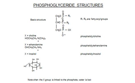Lipids Brain Disease Quizlet
