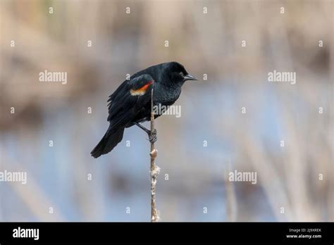 The Red Winged Blackbird Agelaius Phoeniceus The Male During Spring