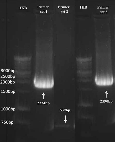 Pcr Controls On Yeast Chromosomal Dna Of P403 Gpd Hgrα Receptor