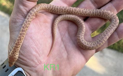 Mixed Antaresia Python Hatchlings Au Reptile