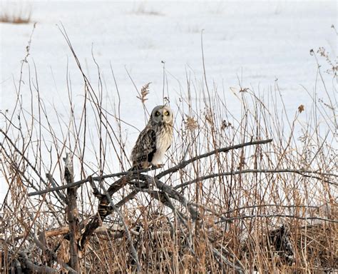 コミミズク舞った一日 北の野鳥page