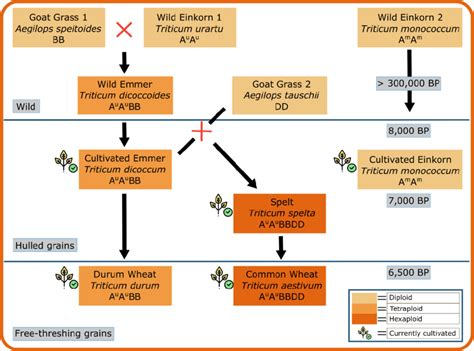 Evolution And Relationship Of Different Wheat Species Bp Years Before