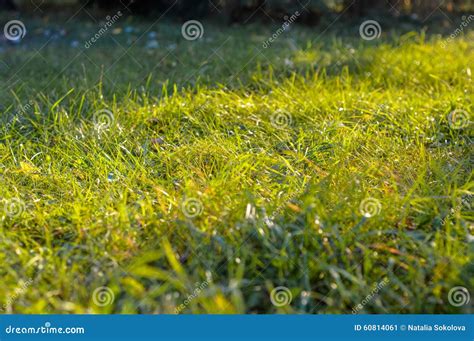 The Sun Is Shining Through The Green Grass Stock Image Image Of