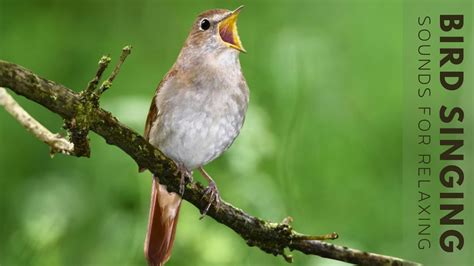 Birds Singing 24 Hour Bird Sounds Relaxation Stress Relief Relaxing