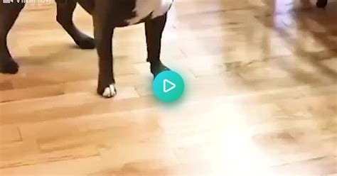 Pibble Vs Roomba Album On Imgur