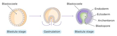 Biology Fertilization Embryogenesis And Development Jack Westin