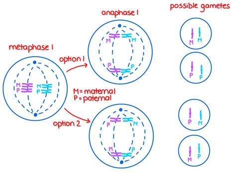 Crossing Over And Independent Assortment Cell Division Ep 5 Zoë