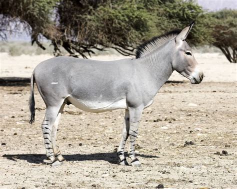 African Wild Ass Facts Diet Habitat And Pictures On Animaliabio