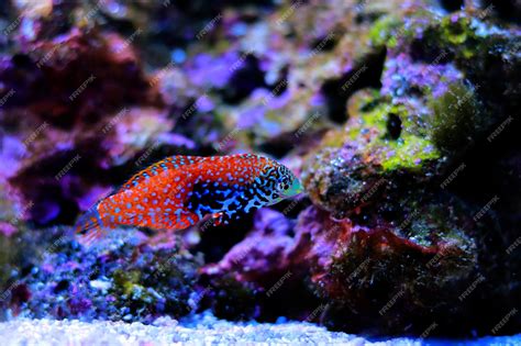 Premium Photo Blue Star Leopard Wrasse Macropharyngodon Bipartitus