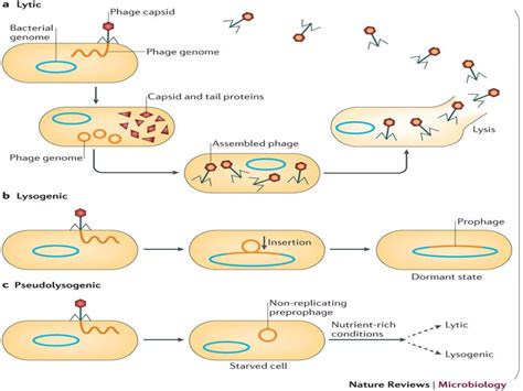 Phage Replication Cycles Ppt