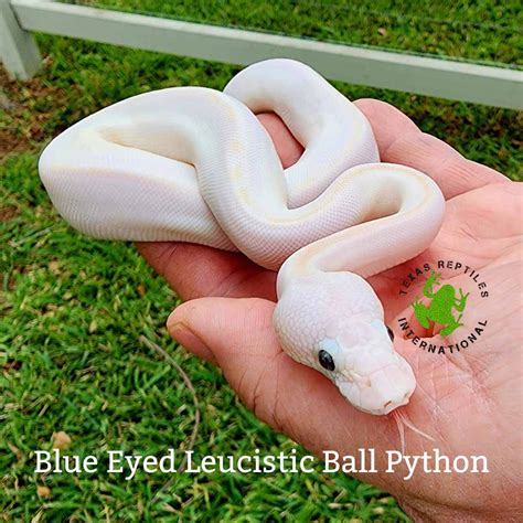 Snakes Ball Python Morphs Page 1 Texas Reptiles International