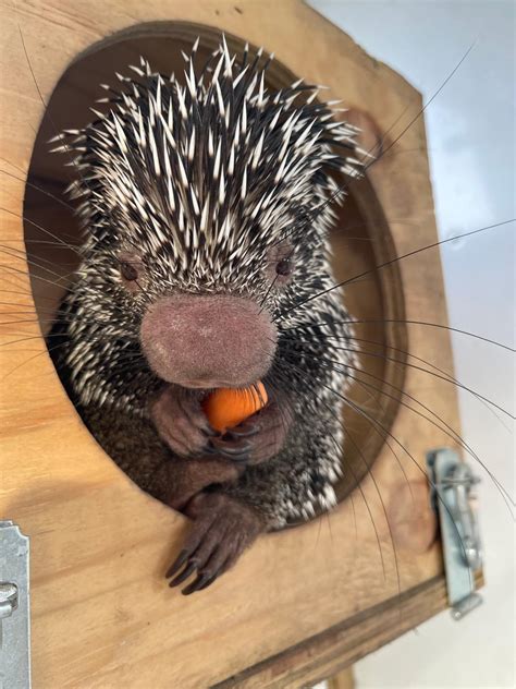 Meet Quinn The Jupiter Farms Porcupine Whose Adorable 13 Second Video