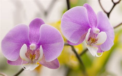 Where To Buy Unique Orchids In Singapore