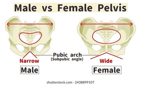 Differences Between Male Pelvis Female Pelvis Stock Illustration