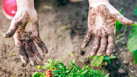 Як відмити руки після робіт на городі прості способи Krivbass City