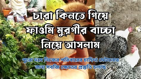 সবজি ক্ষেত করার জন্য চারা ও বীজ কিনলাম সাথে পোষার জন্য ফাওমি মুরগীর