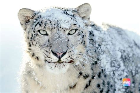 Reflecting On 15 Years Of Mac OS X Snow Leopard A Milestone In Apple S History AppleMagazine