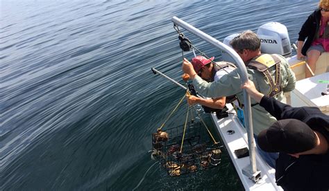 Dungeness Crab Riptidefish