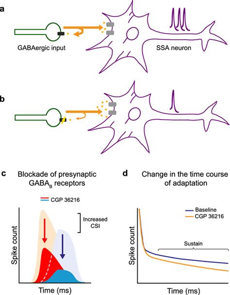 Schematic Representation Of Hypothetical Inputs To Ssa Neurons And